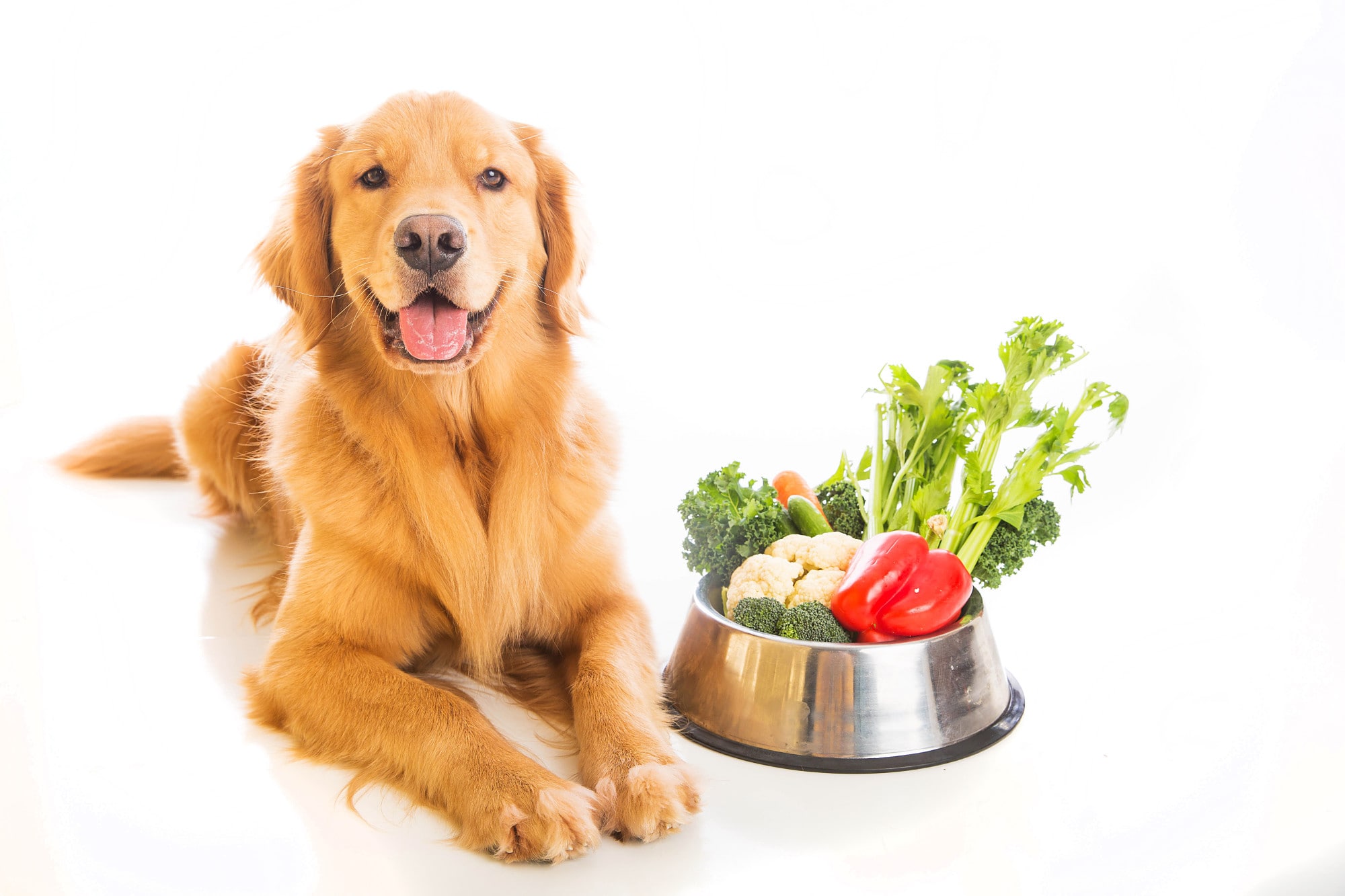 Save Money By Making Your Own Dog Food 3 Easy Recipes
